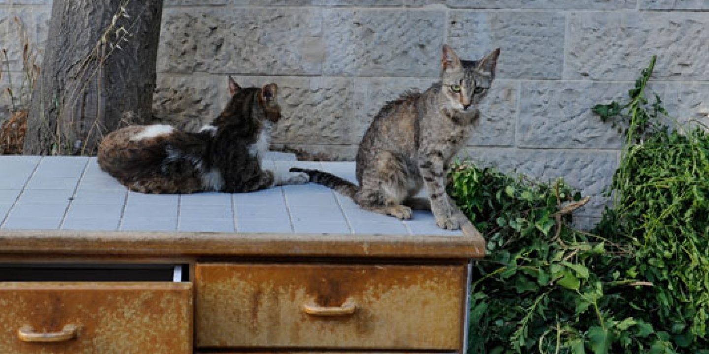 Straßenkatzen dürfen bleiben | Jüdische Allgemeine