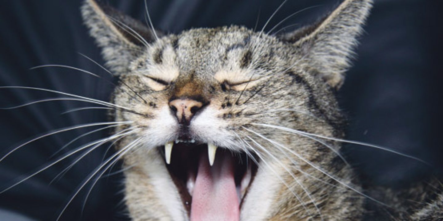 Geschichten von Katzen und Juden | Jüdische Allgemeine
