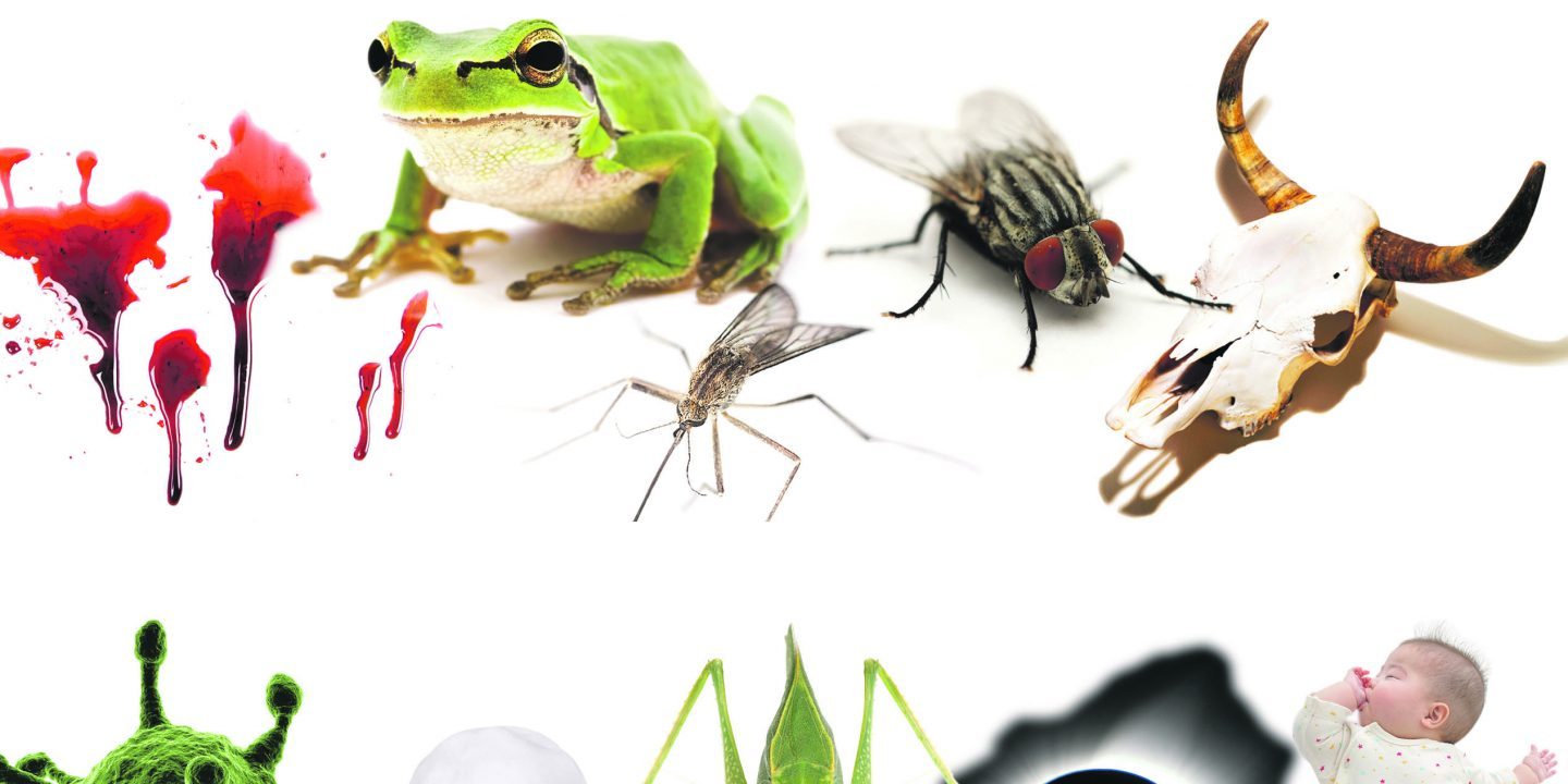 Zehn Plagen | Jüdische Allgemeine