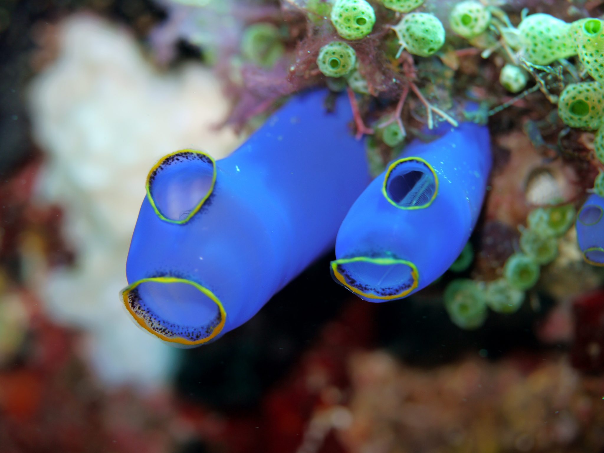 Diving photography of Blue Ascidians | Jüdische Allgemeine