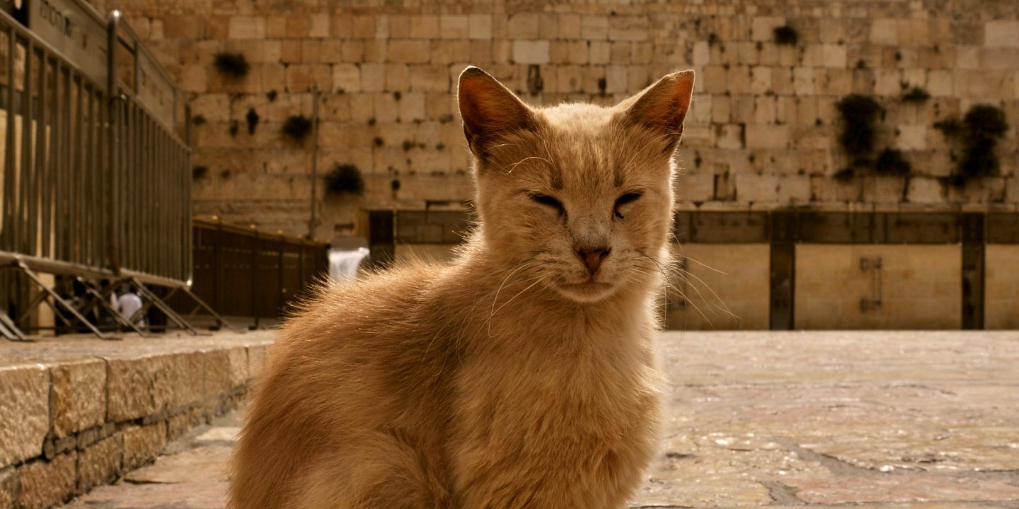 Katzen, Reise, Berg | Jüdische Allgemeine