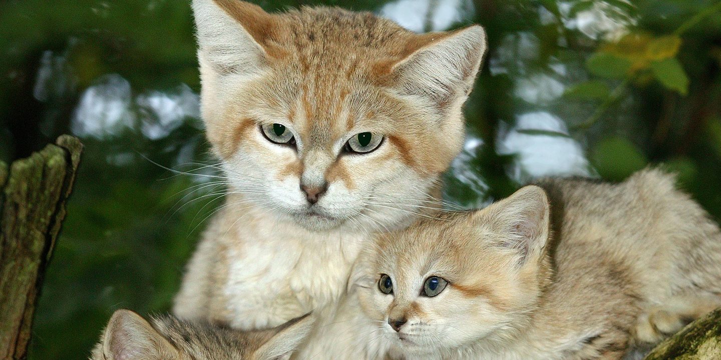 Seltene Sandkatzen geboren | Jüdische Allgemeine
