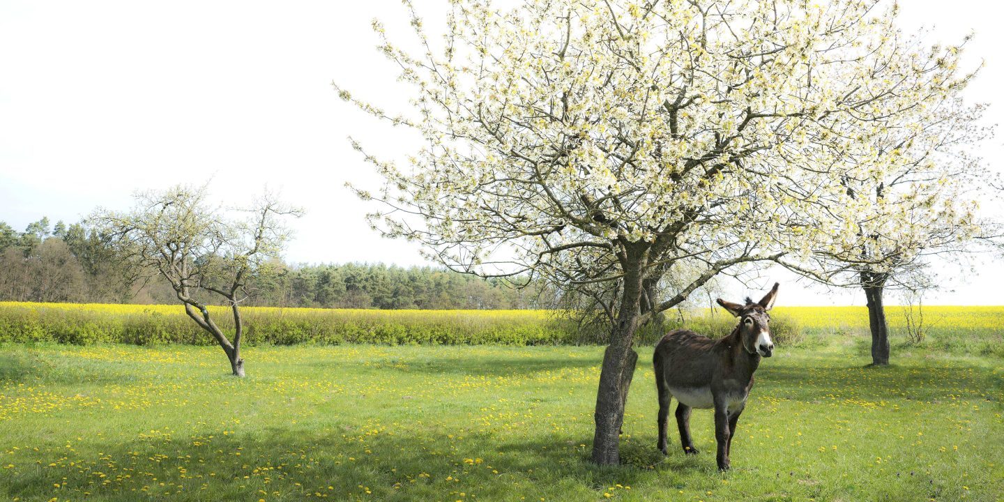 Bileam und die Eselin | Jüdische Allgemeine