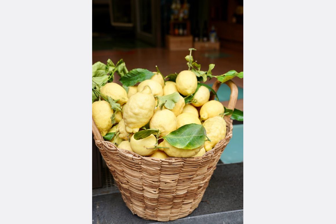 Etrogim und Zellstoff | Jüdische Allgemeine