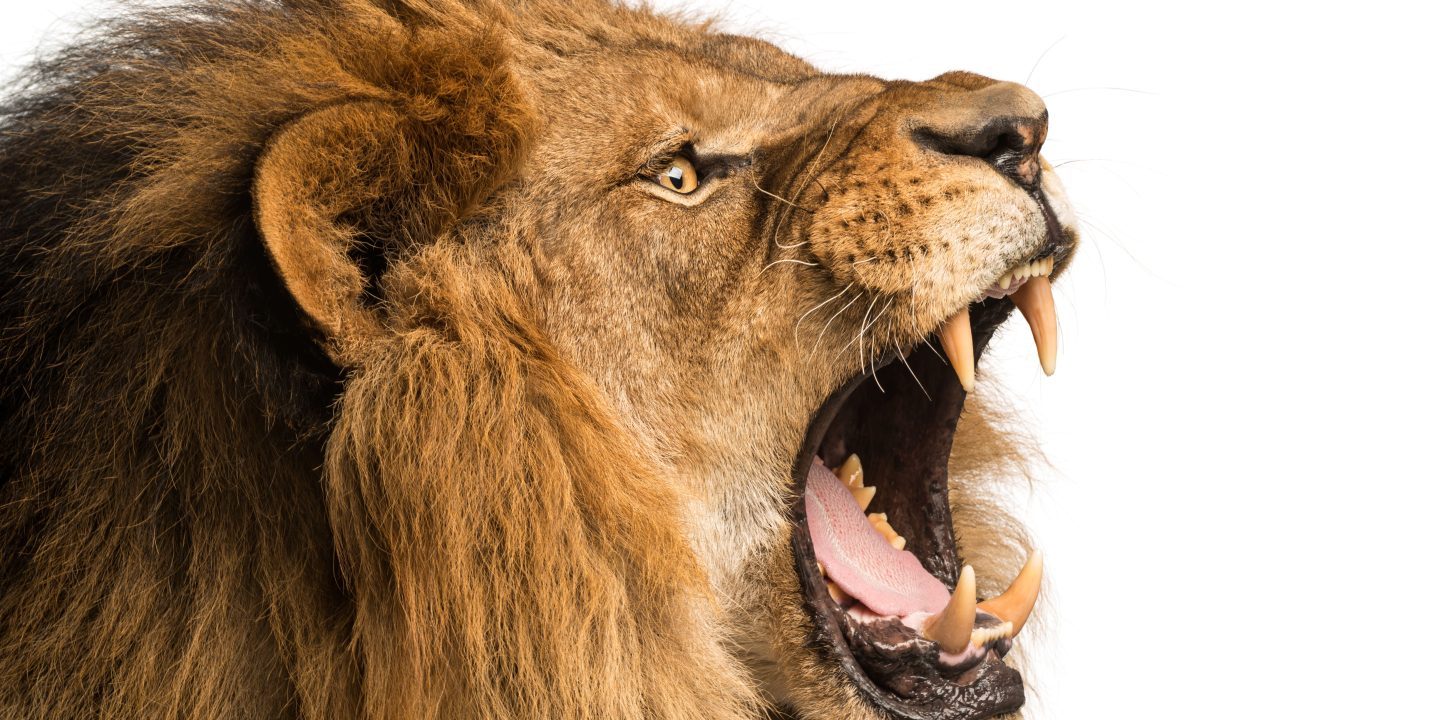 Jehuda und andere Löwen | Jüdische Allgemeine