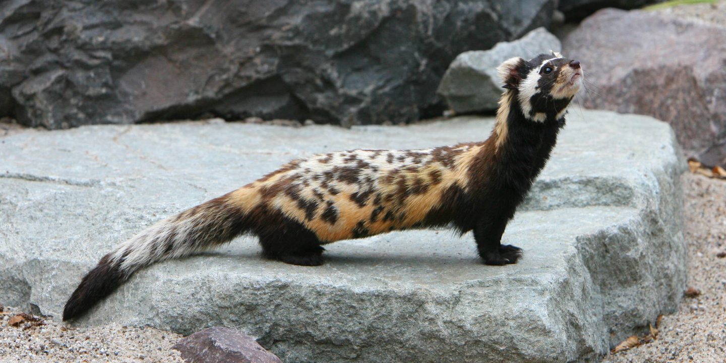 Iltis, Saudis, Sprache | Jüdische Allgemeine