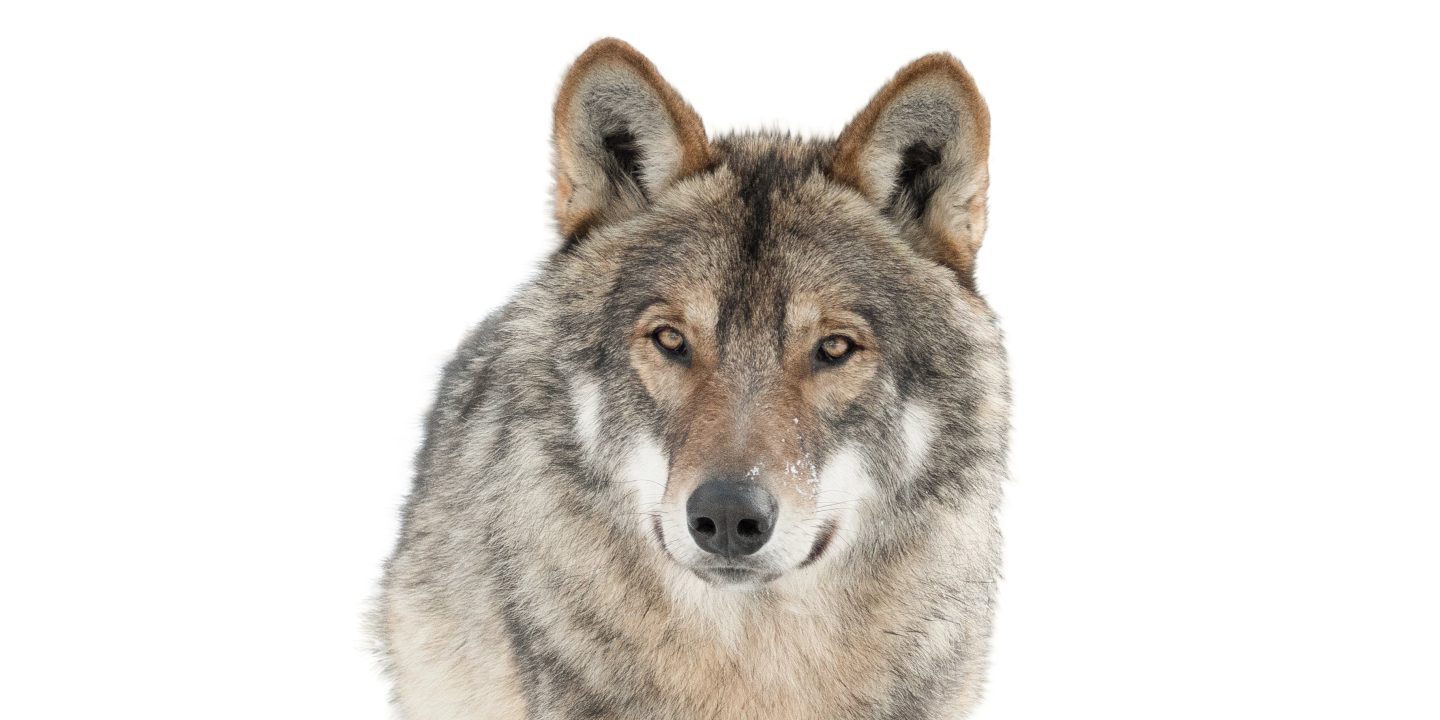 Was die jüdischen Weisen über den Wolf lehren | Jüdische Allgemeine