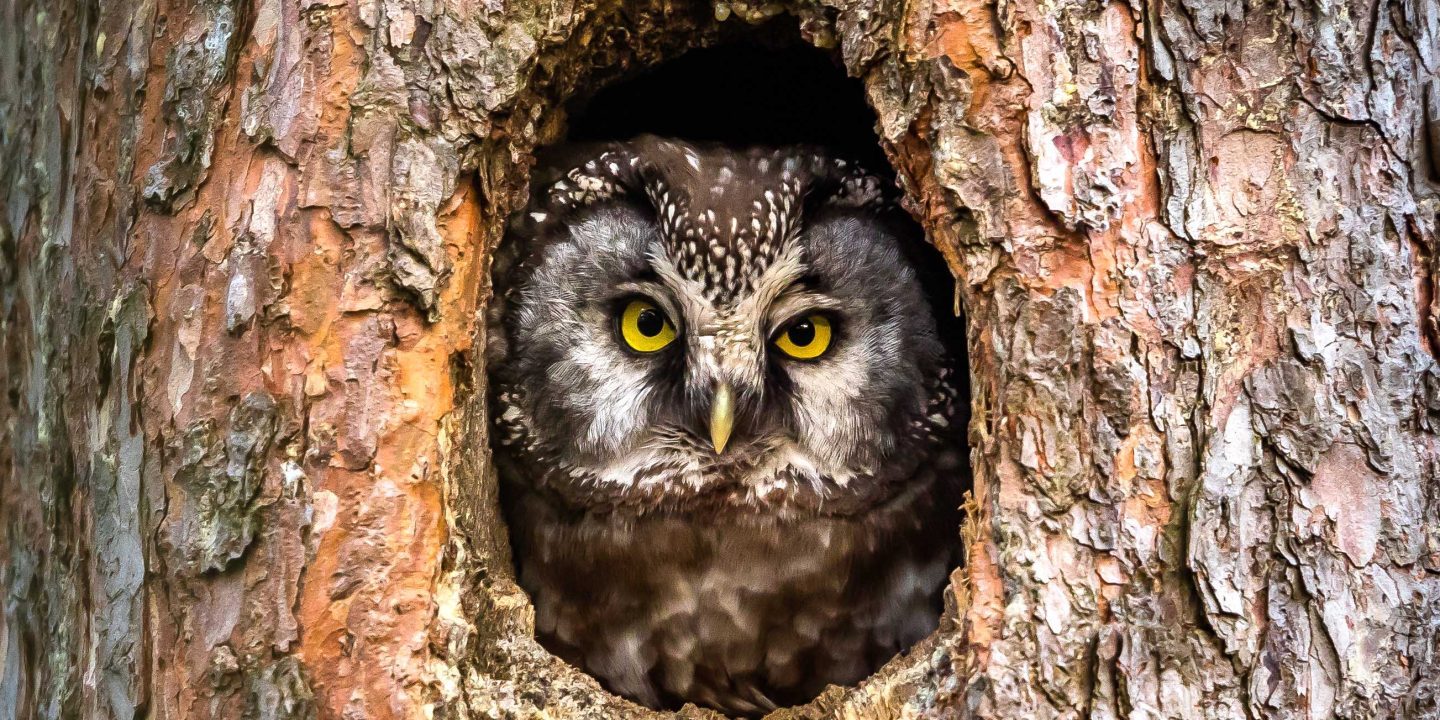 Die Eule – Symbol der kommenden Zeit | Jüdische Allgemeine